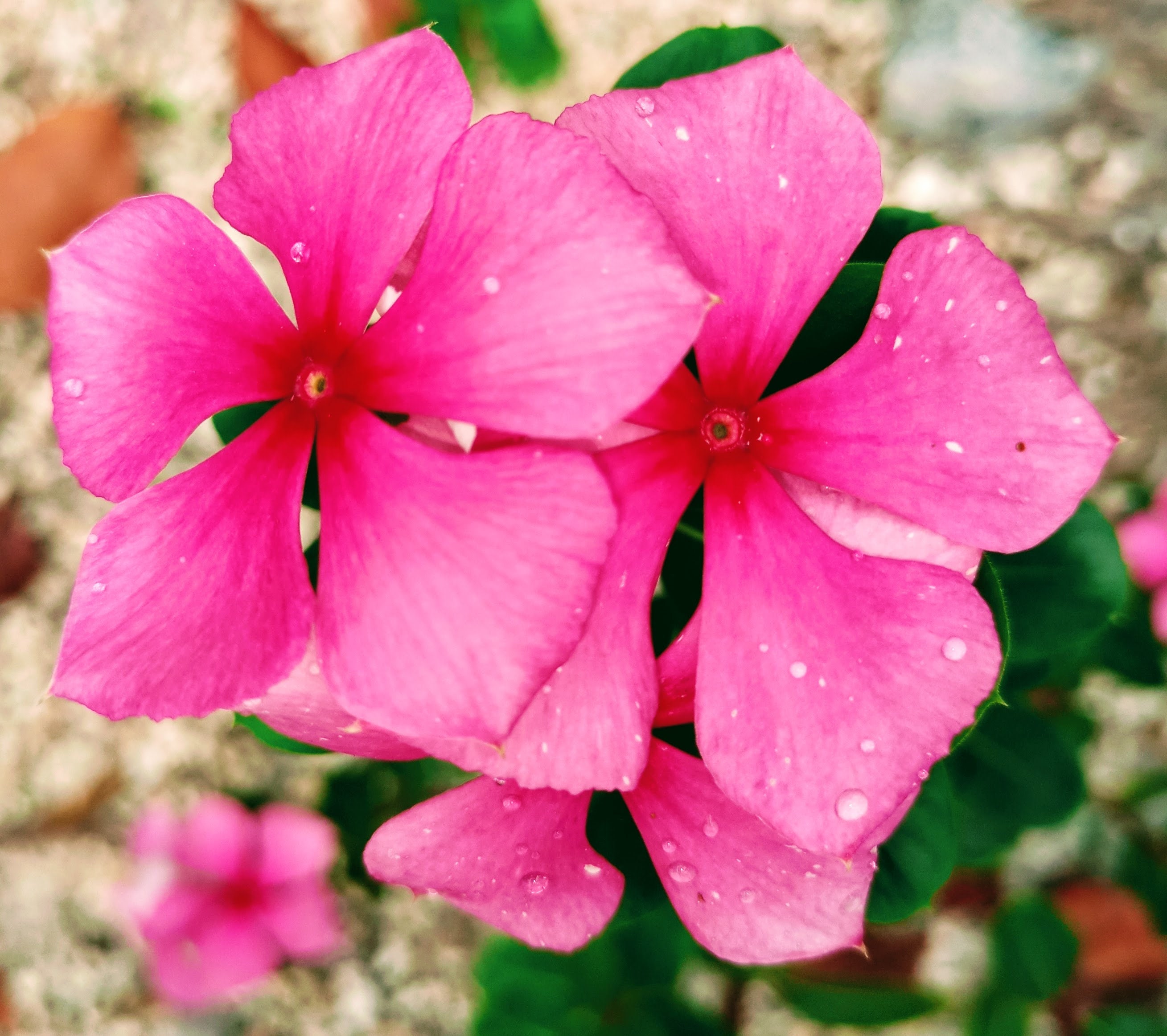 Pink Periwinkle Flower