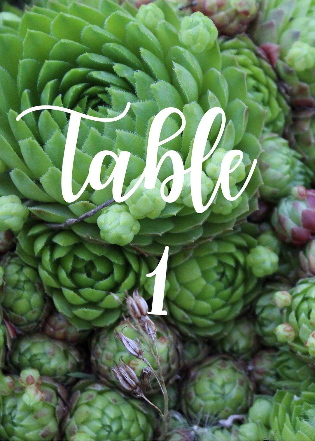 Succulent Table Card Numbers 1-20 - Etsy