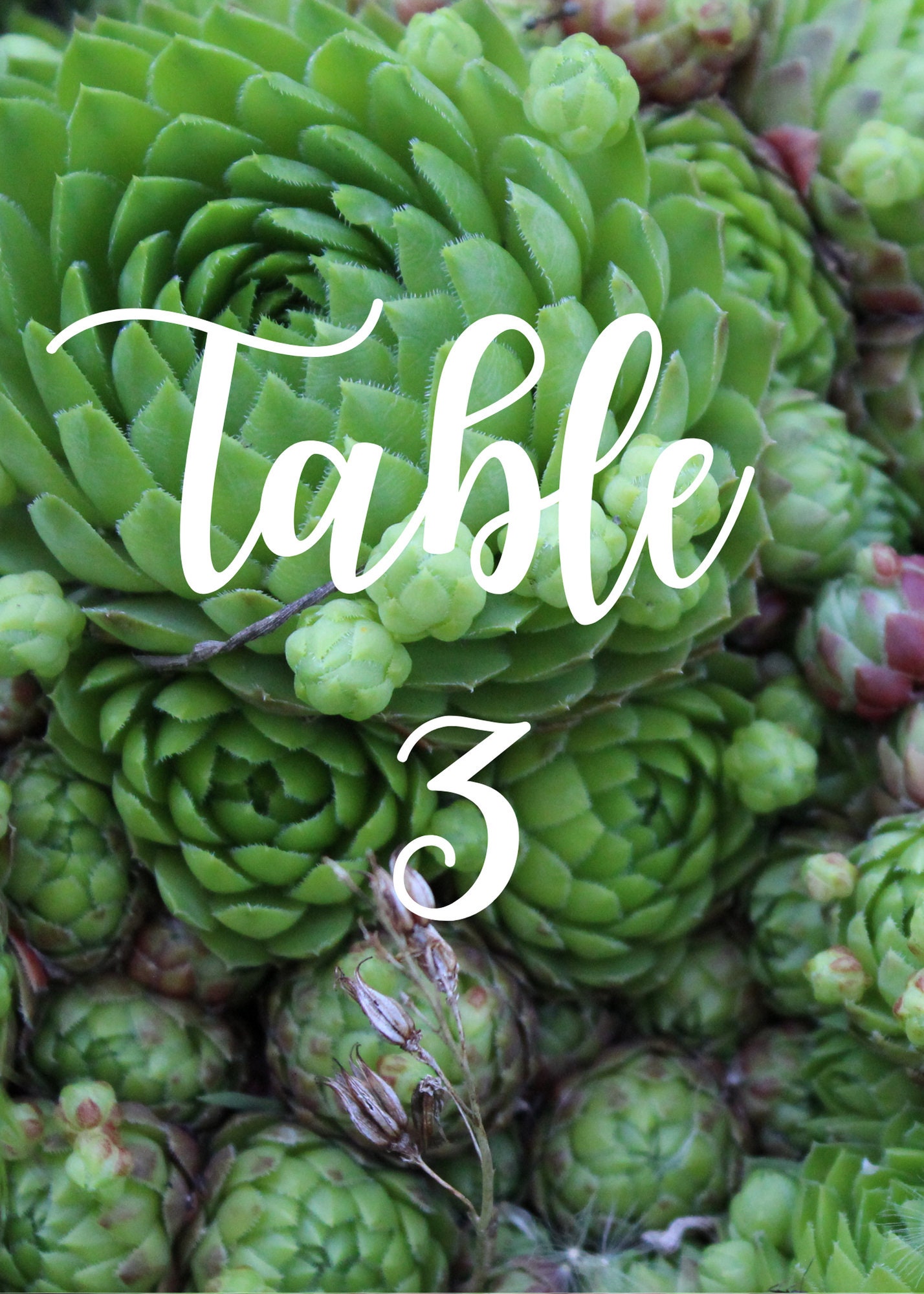 Succulent Table Card Numbers (1-20) - Etsy