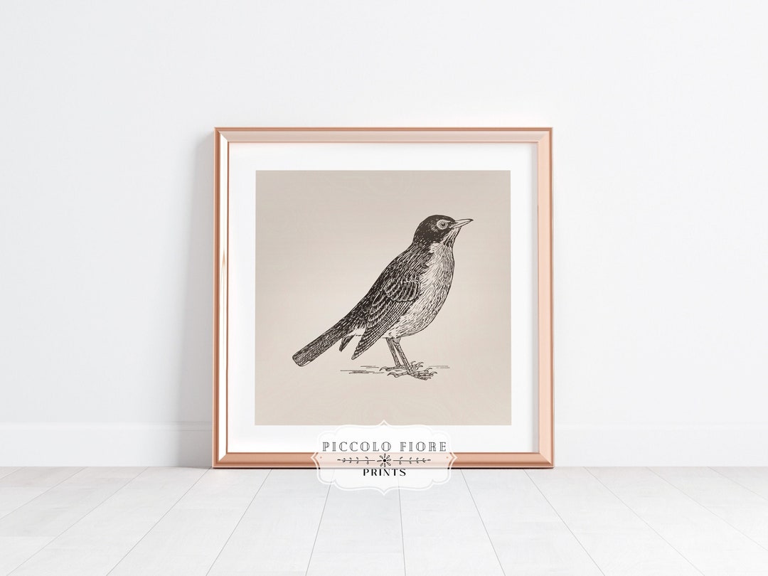 Vintage Robin Sketch/drawing Neutral Beige/brown Art Print | Instant ...
