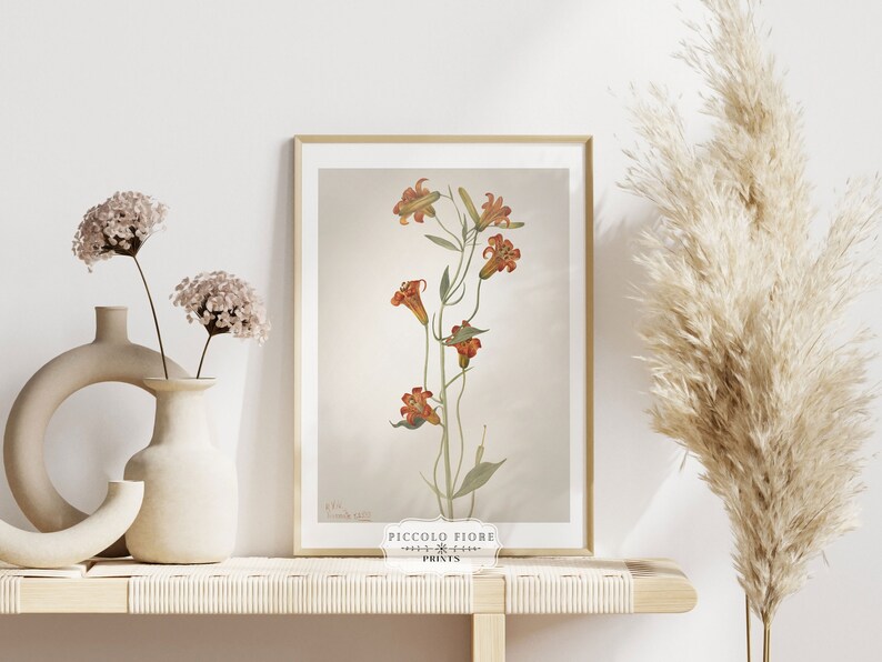 Vintage Tiger Lily (lilium Parvum) Orange & Green Floral Botanical ...