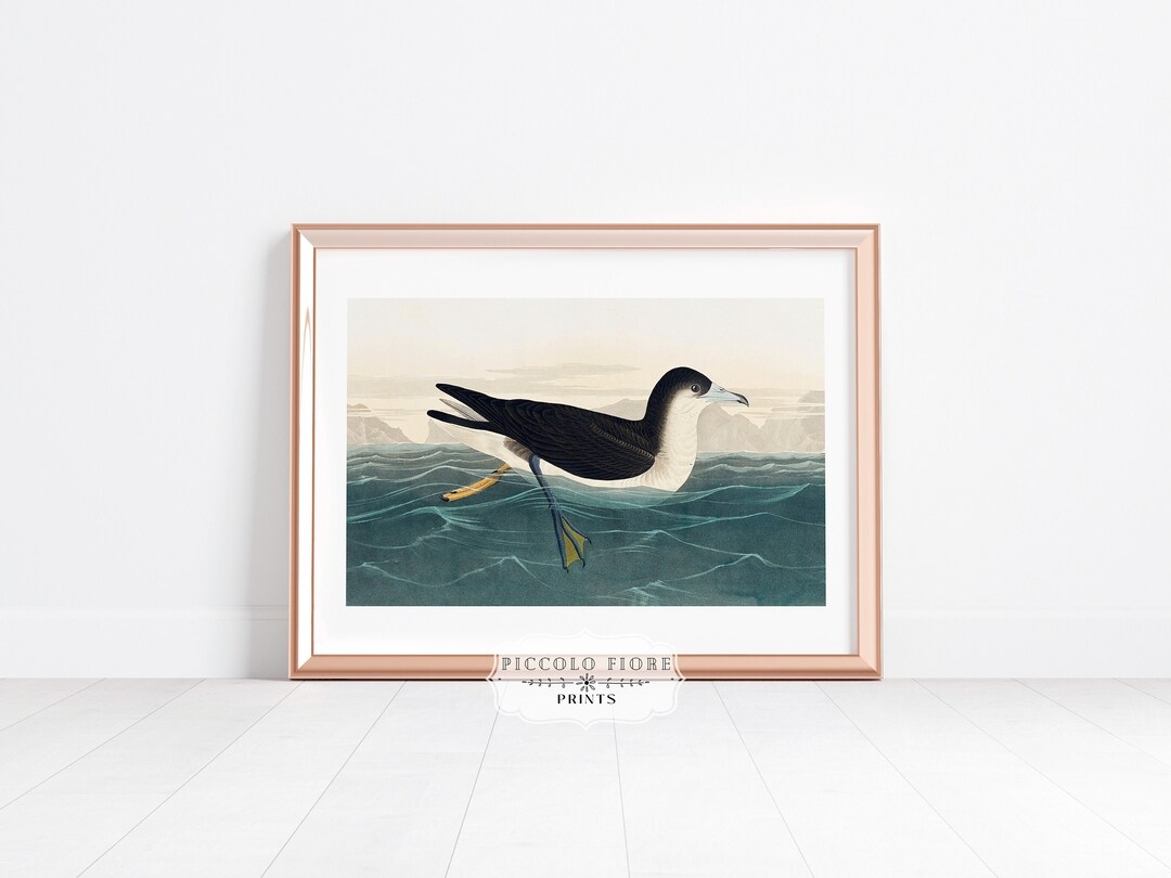Vintage Seagull/dusky Petrel Blue/grey, Cream, White and Black ...