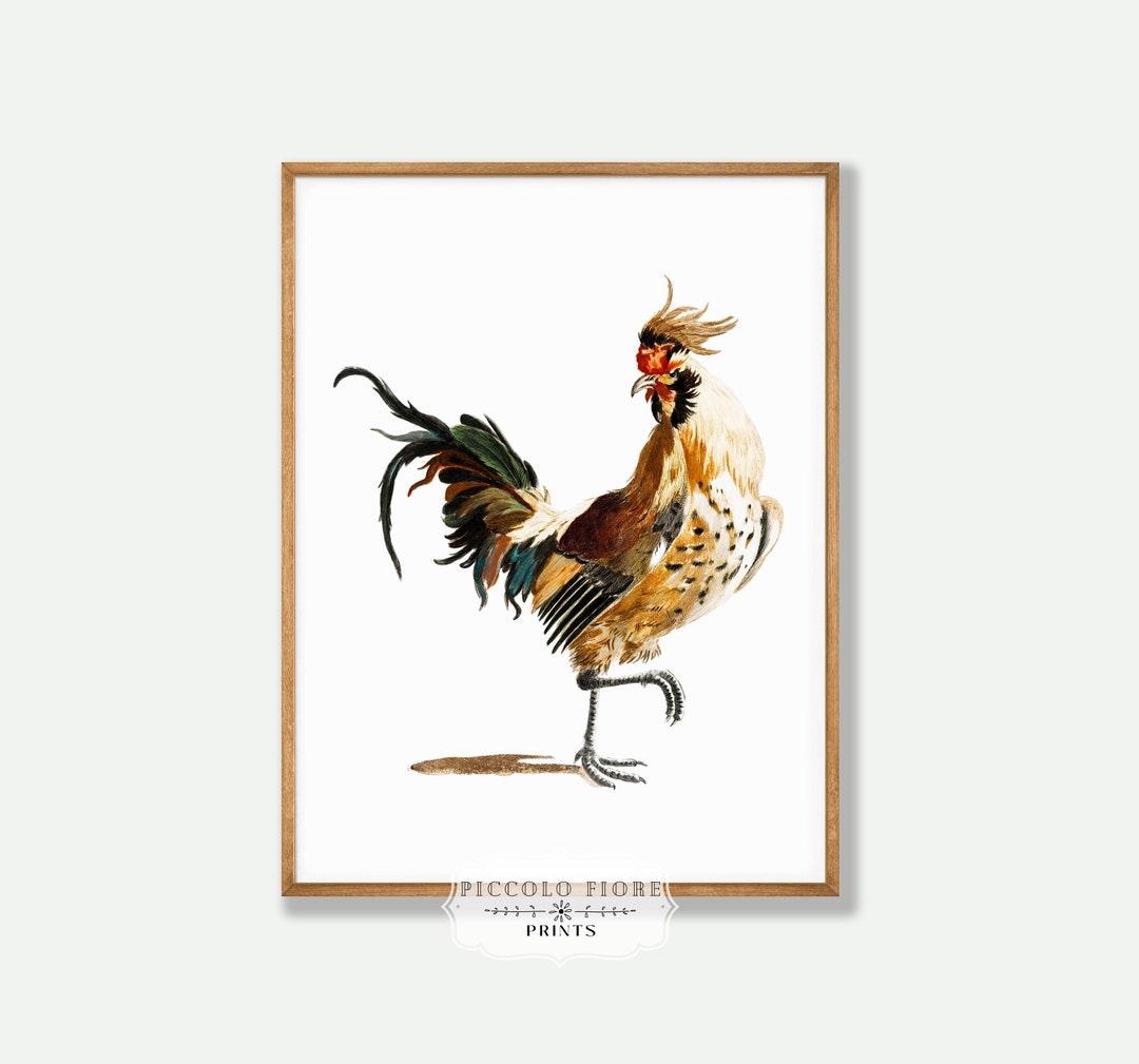 Vintage Cockerel Illustration Print Johan Teyler Instant - Etsy Canada