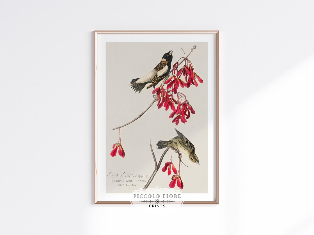 Vintage Rice Bird Art Print | Watercolour Bird Wall Art | Red Maple ...