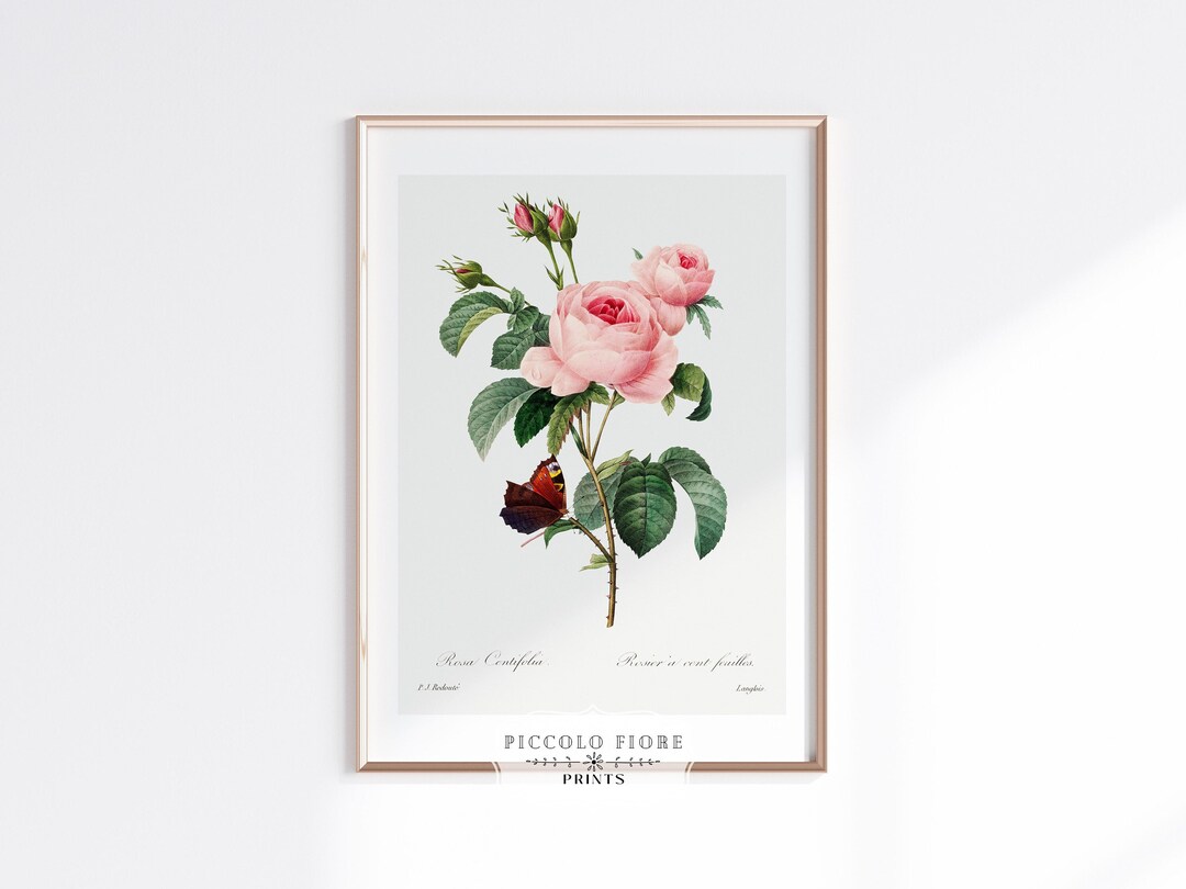 Vintage Cabbage Rose Floral Art Print | Pierre Joseph Redouté | Antique ...