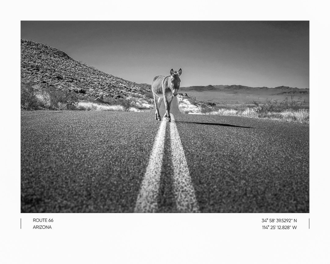 Burro Walking the Line on Route 66 Photography Print - Etsy