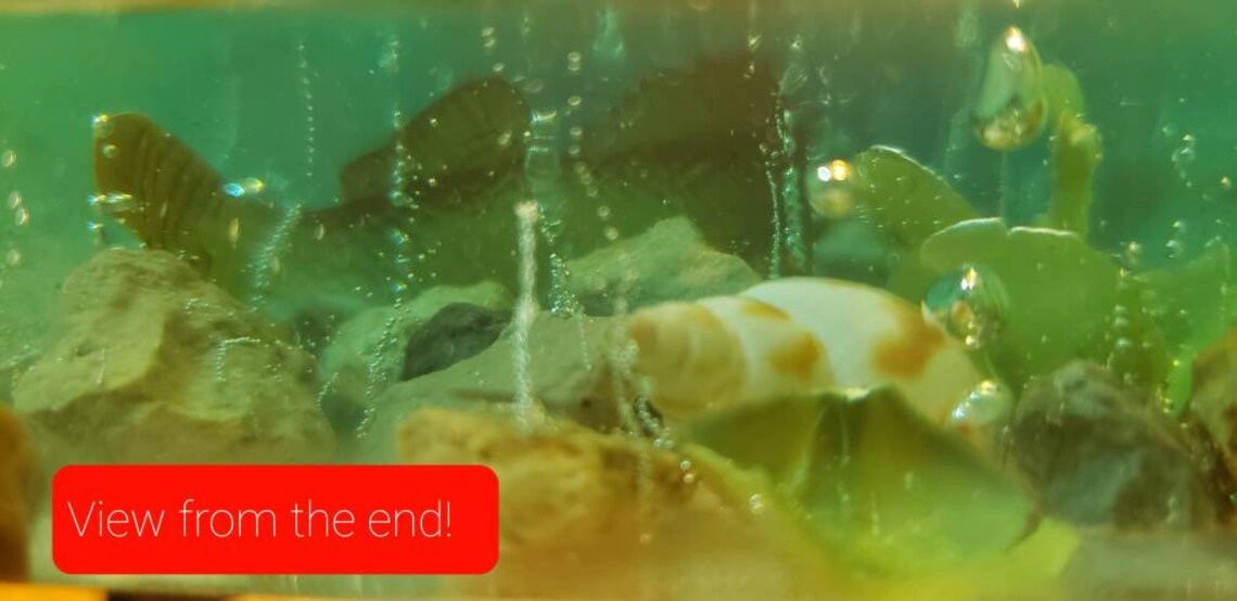 Real 3d Fish Aquatic Epoxy River Table With Realistic - Etsy