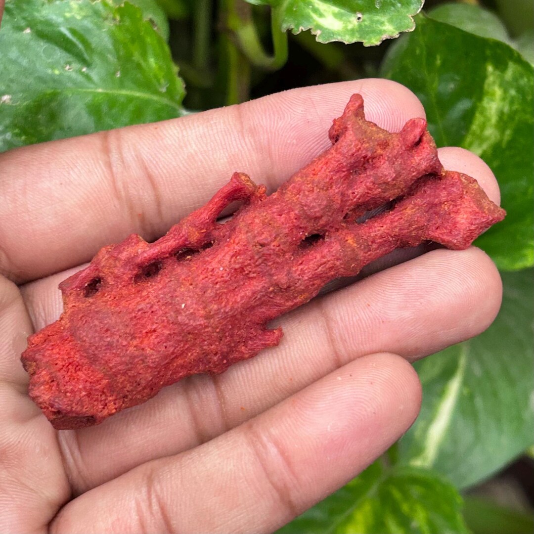 66ct Natural Red Coral Raw Stone: Uncut Mediterranean Gemstone - Etsy