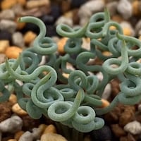 Trachyandra Tortilis Seeds, Albuca Namaquensis, 50pcs/pack （#9654） - Etsy