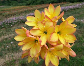 Rain Lily Zephyranthes 'summer's Chill' - Etsy