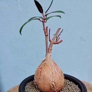 Petopentia Natalensis, Rare Caudex, Bottom Purple Leaf - Etsy