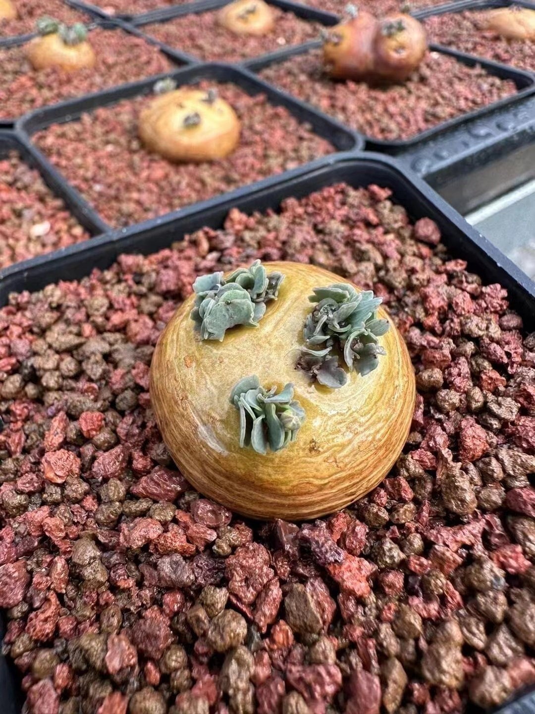 Othonna L RARE CAUDEX SUCCULENTS - Etsy