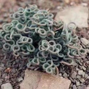 Bulbine Torta, Super Rare Succulent！ - Etsy