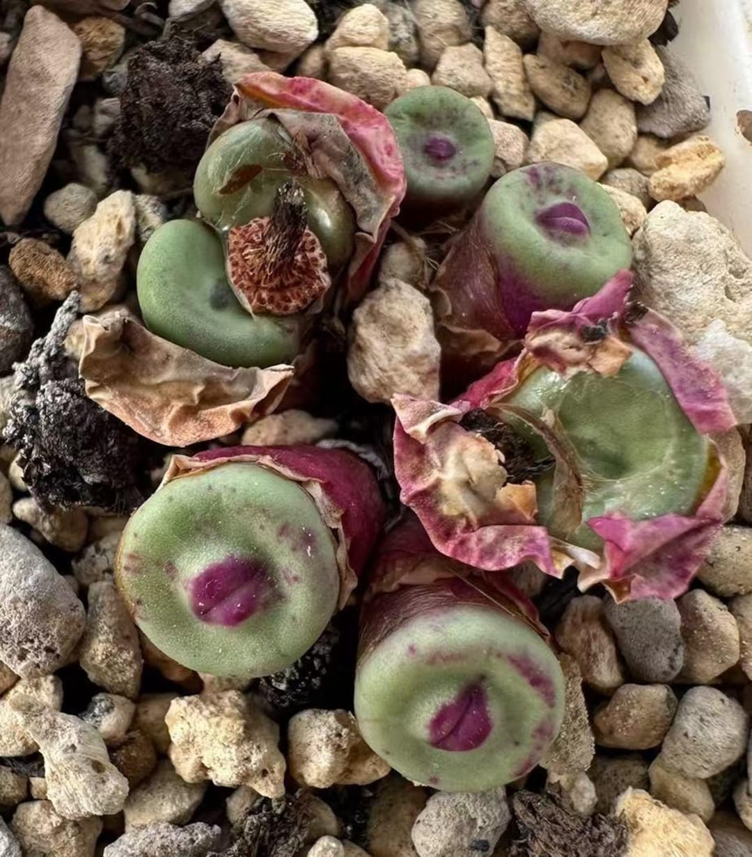 Conophytum Vanzylii SEEDS - Etsy