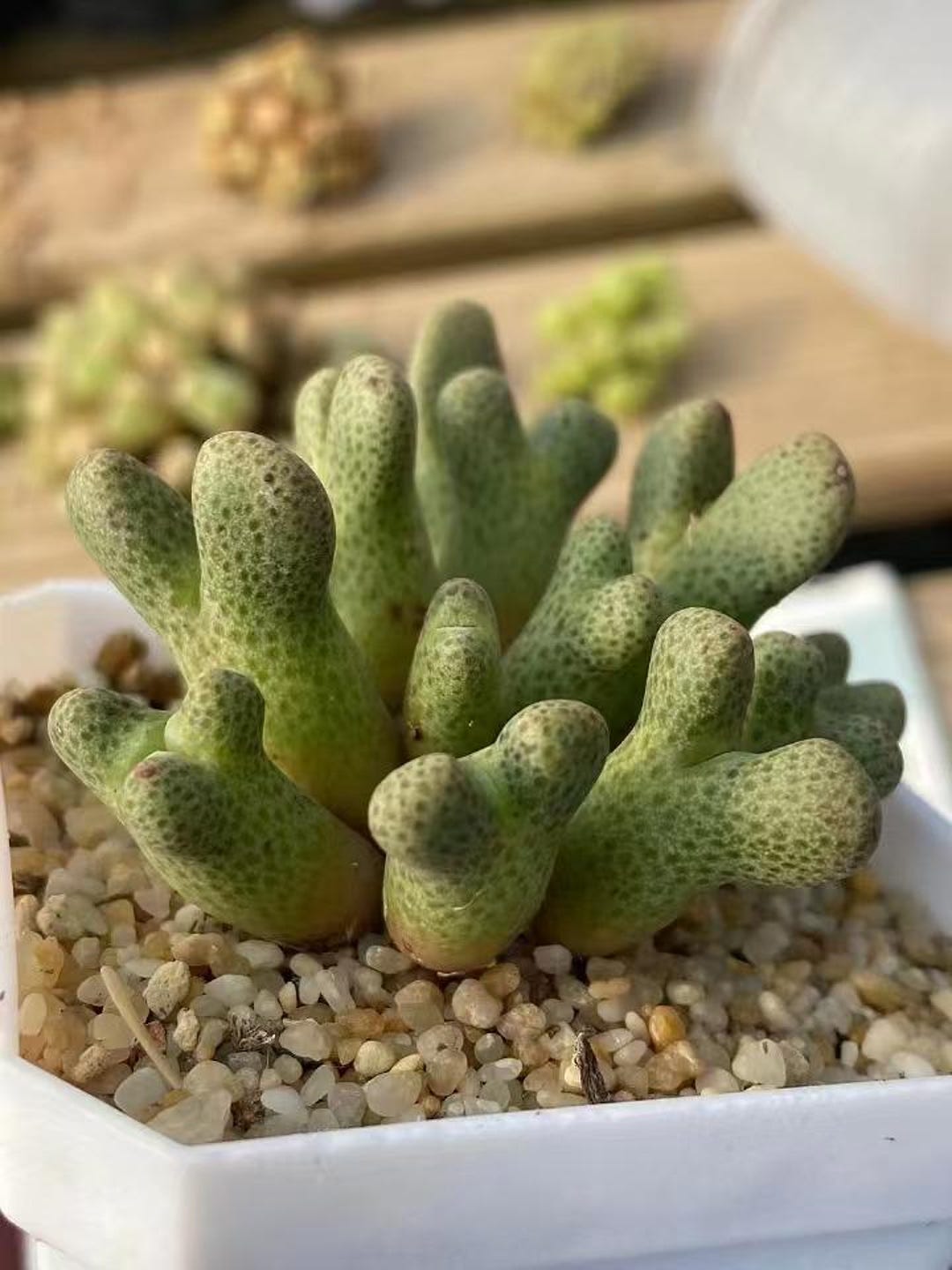 Conophytum Marginatum Ssp. Haramoepense ARM955D Naab Se Berg SEEDS - Etsy