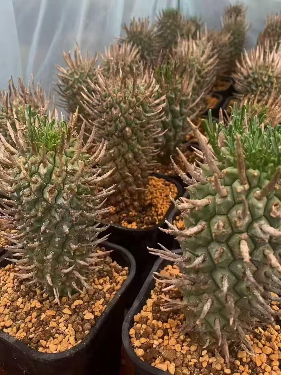 Euphorbia Schoenlandii Seeds | Rare Caudex Euphorbia | Exotic Succulent ...