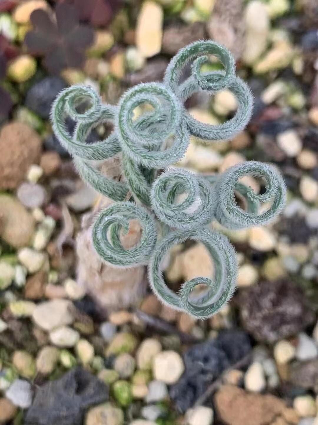 Gethyllis Lanuginosa – Rare Caudex Bulb | Fuzzy Spiral Leaves ...