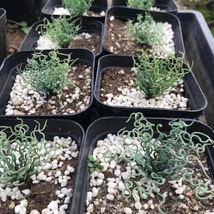Bulbine Torta, Super Rare Succulent！ - Etsy