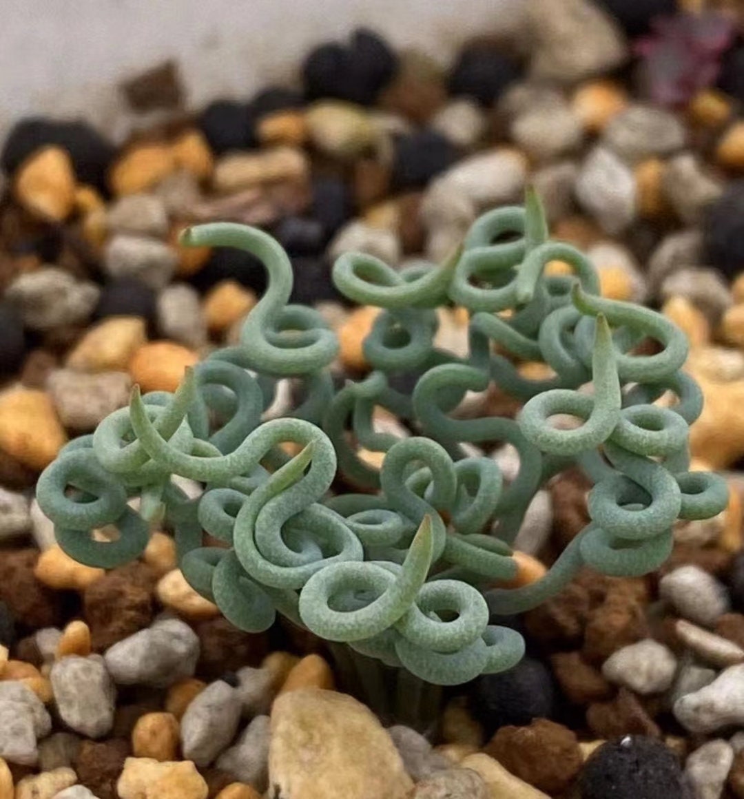 Bulbine Torta, Super Rare Succulent！ - Etsy