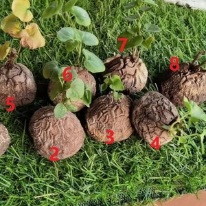 Dioscorea Elephantipes L Exotic Elephant Foot L Rare Succulent Plant ...