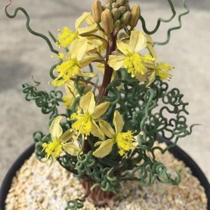 Bulbine Torta, Super Rare Succulent！ - Etsy