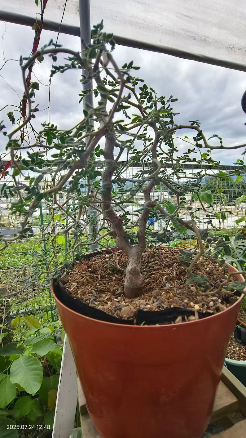 Commiphora Monstruosa Seeds | Rare Caudex Tree | Exotic Myrrh Relative ...