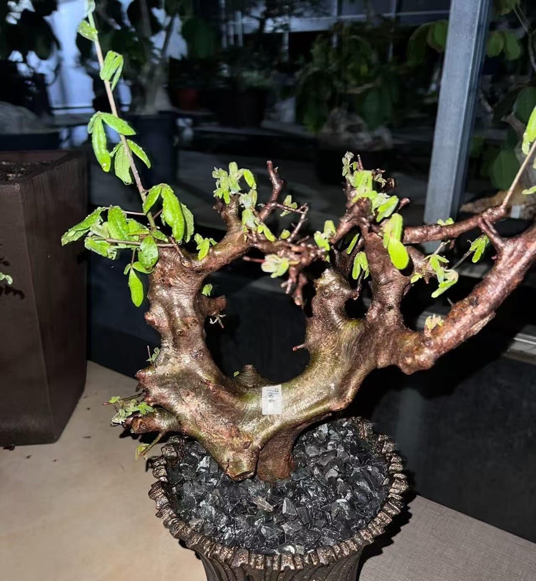 Commiphora Mildbraedii Seeds | Rare Caudex Tree | Exotic Myrrh Relative ...