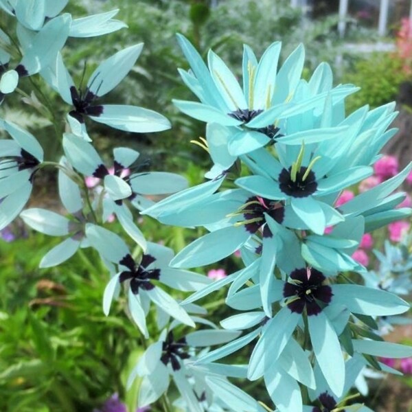 Endangered Species - Etsy