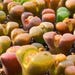 Bulbine Torta, Super Rare Succulent！ - Etsy