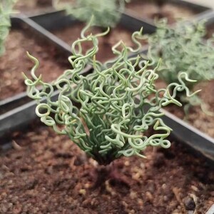 Bulbine Torta, Super Rare Succulent！ - Etsy