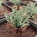 Bulbine Torta, Super Rare Succulent！ - Etsy