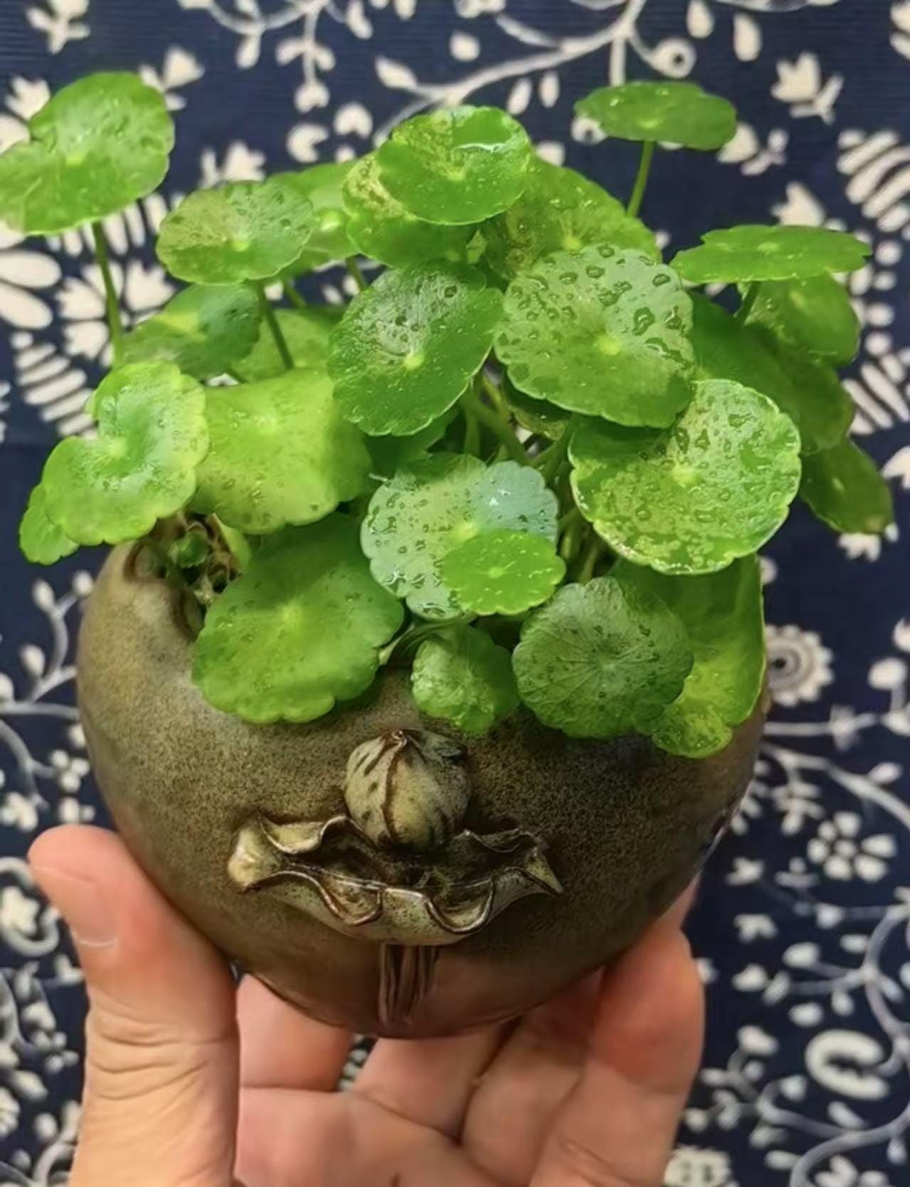 Money Plant Seeds – Chinese Money Plant (pilea Peperomioides) – Copper ...