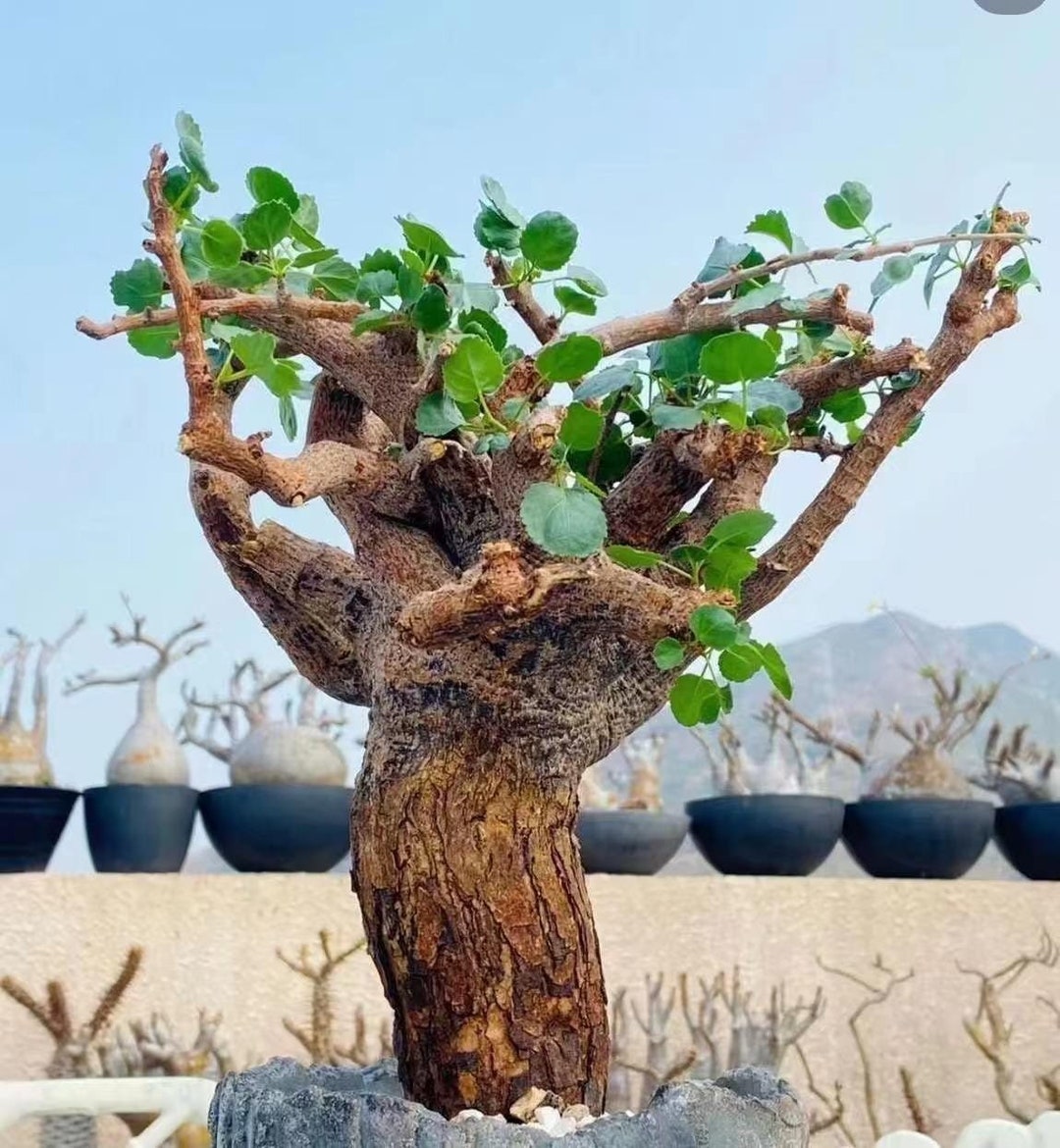 Commiphora Namaensis SEEDS - Etsy