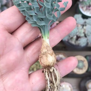 Rare Succulents Albuca Concordiana, Ornithogalum Concodianum - Etsy