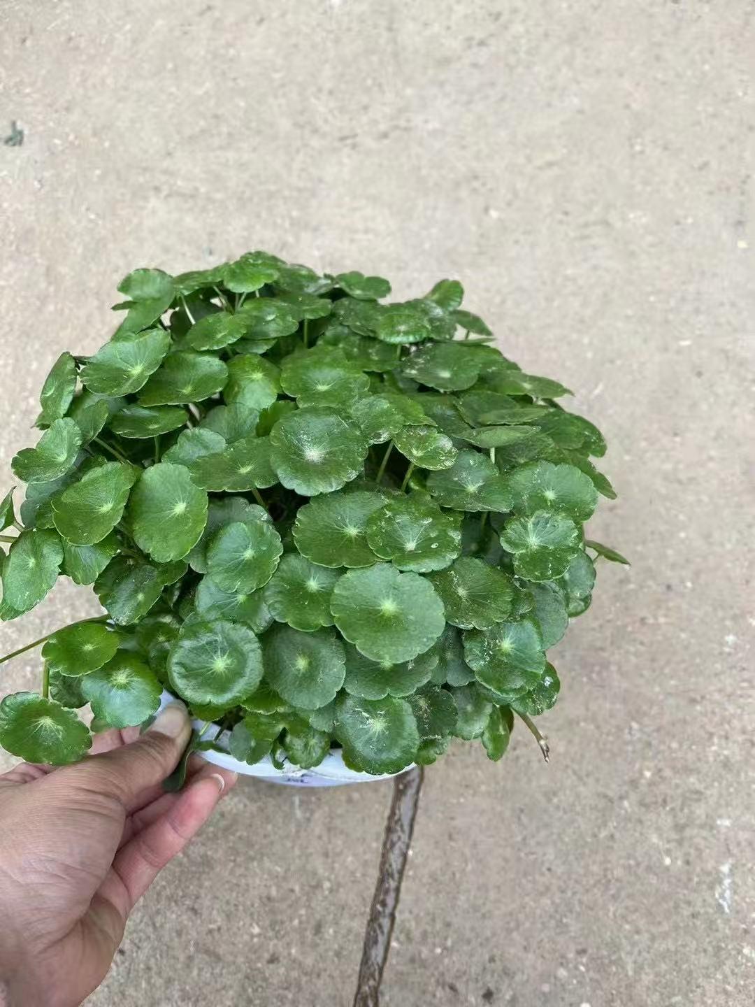 Money Plant Seeds – Chinese Money Plant (pilea Peperomioides) – Copper ...