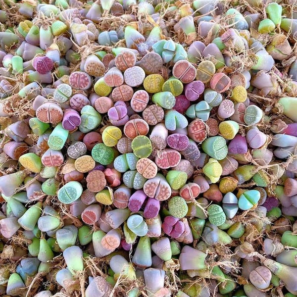 Lithop Seeds - Etsy