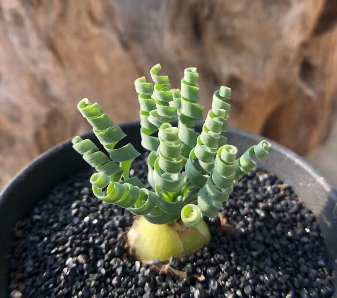 Rare Succulents Albuca Concordiana, Ornithogalum Concodianum - Etsy