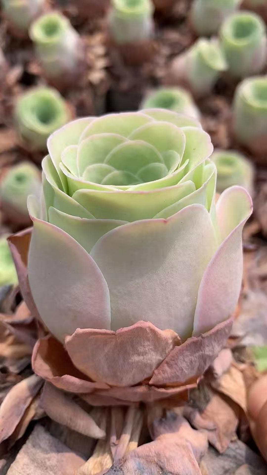 Greenovia Webb & Berthel (mountain Rose Succulent) SEEDS - Etsy