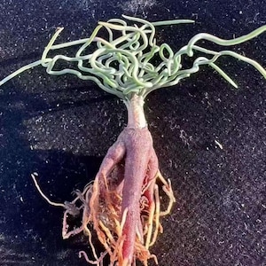 Bulbine Torta, Super Rare Succulent！ - Etsy