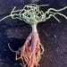 Bulbine Torta, Super Rare Succulent！ - Etsy