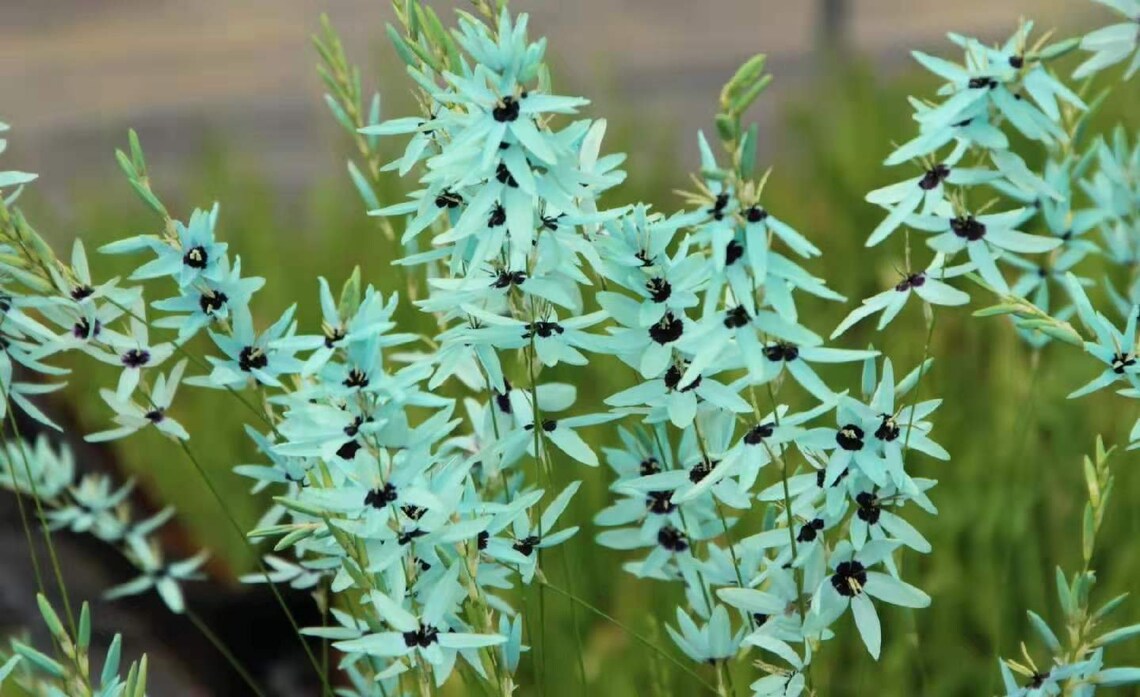 Ixia Viridiflora Dazzling Turquoise RARE | Etsy