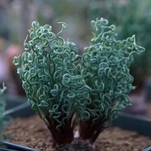 Bulbine Torta, Super Rare Succulent！ - Etsy