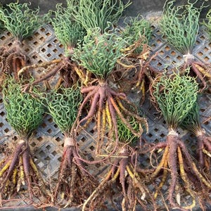 Bulbine Torta, Super Rare Succulent！ - Etsy