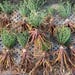 Bulbine Torta, Super Rare Succulent！ - Etsy