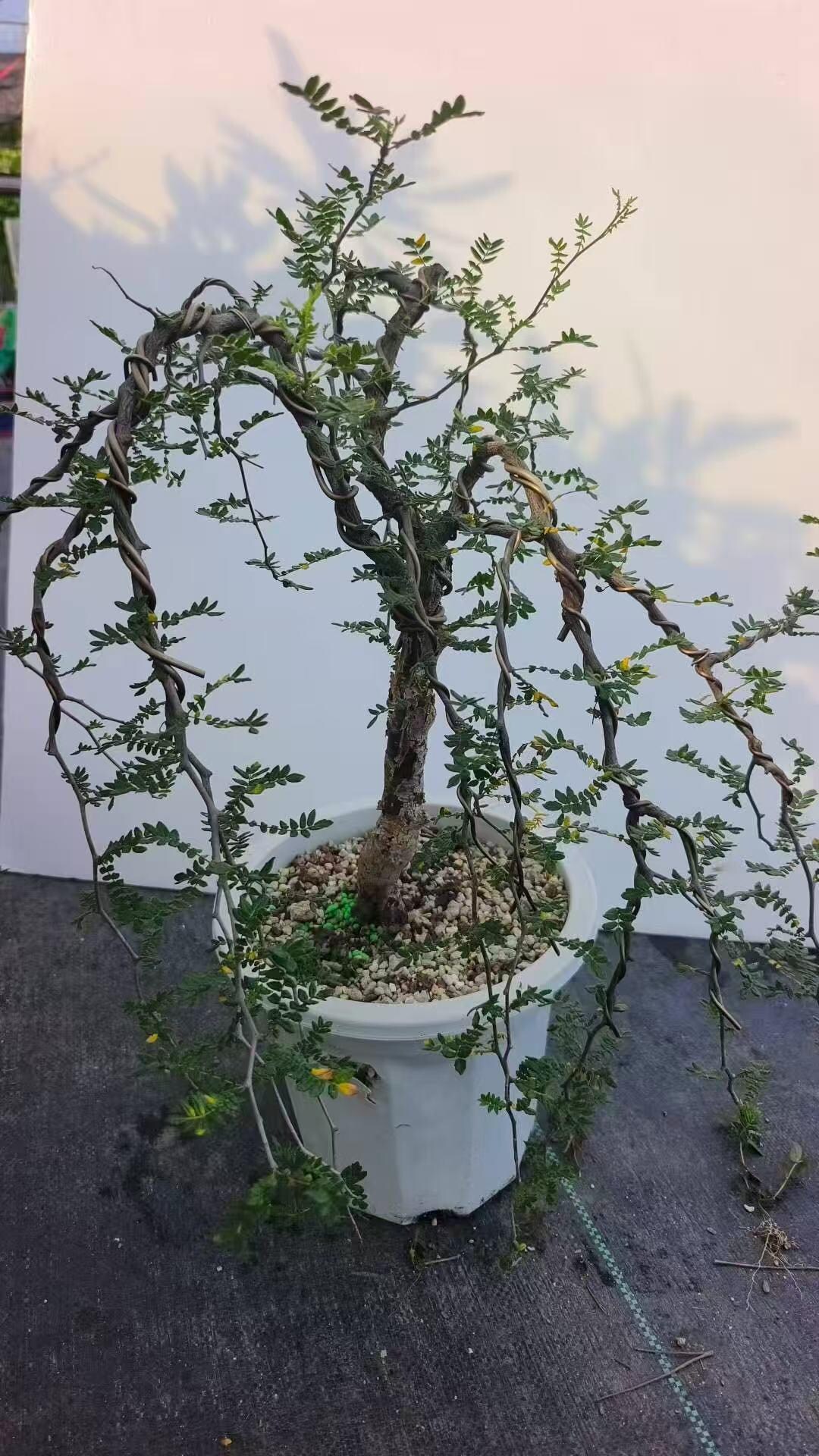 Commiphora Monstruosa Seeds | Rare Caudex Tree | Exotic Myrrh Relative ...