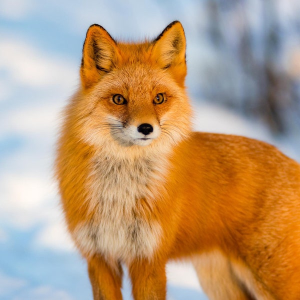 Fox - Etsy