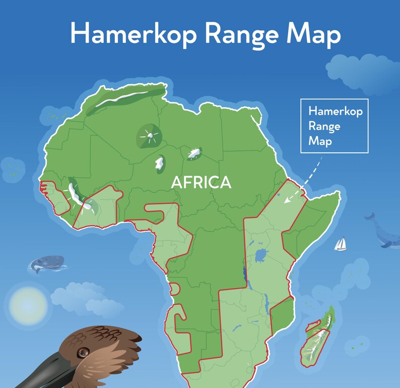 Hamerkop Bird Habitat Range Map: Educational Wildlife Poster (digital ...
