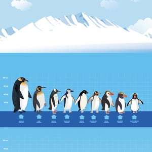 Types Penguins in the World, World Penguins - Etsy