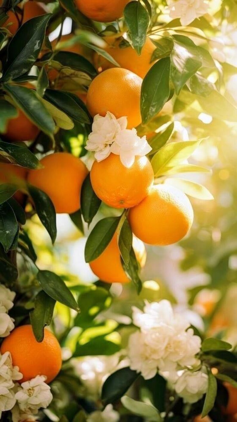 Chamomile-orange Tea - Etsy