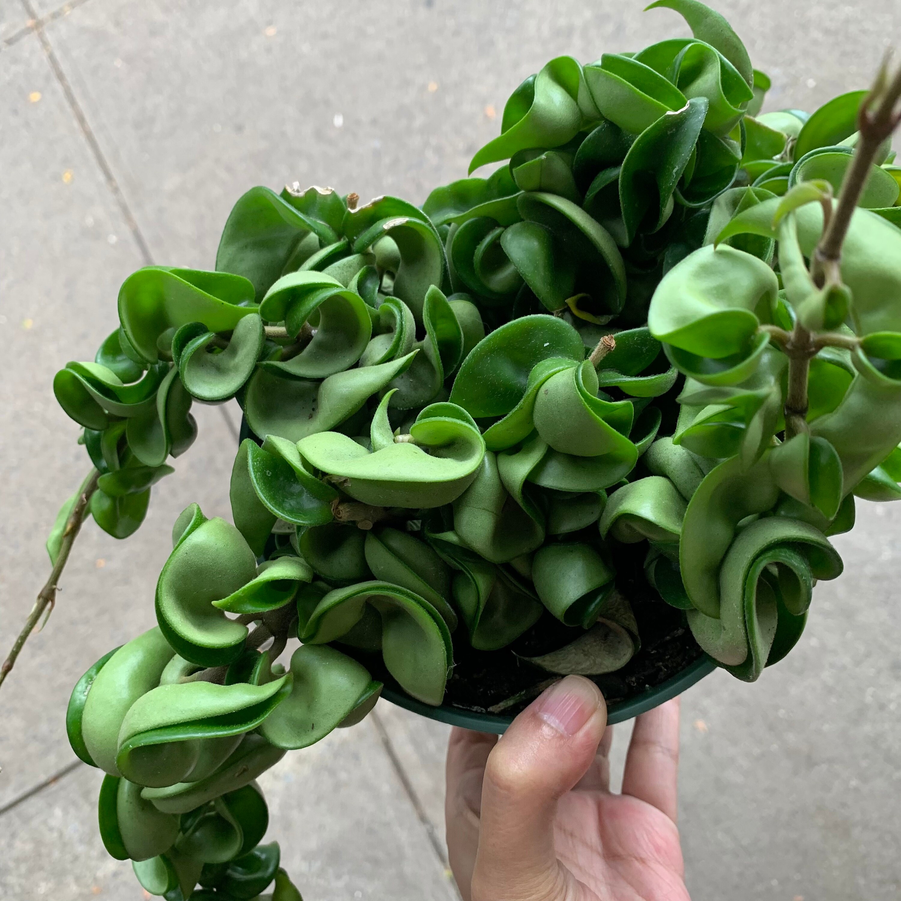 Hoya rope 6 rare plant Hindu rope plant Krinkle Kurl | Etsy